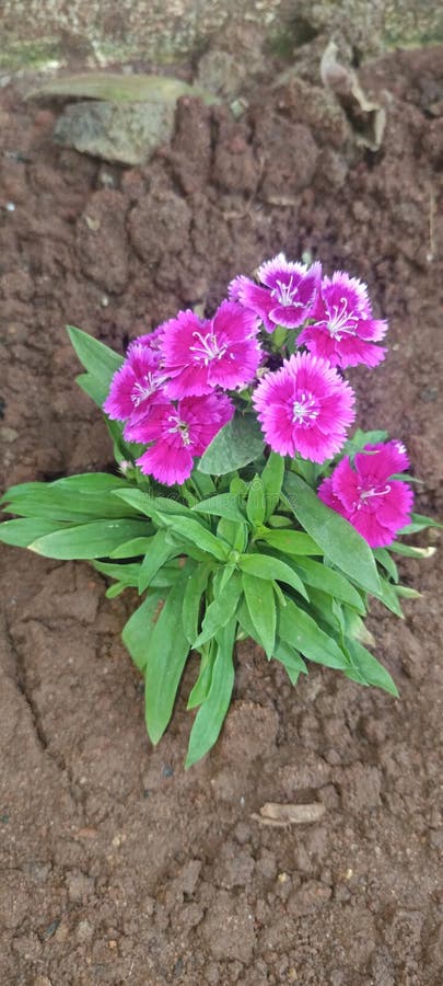 Good picture colar stock image. Image of natural, love - 364741739