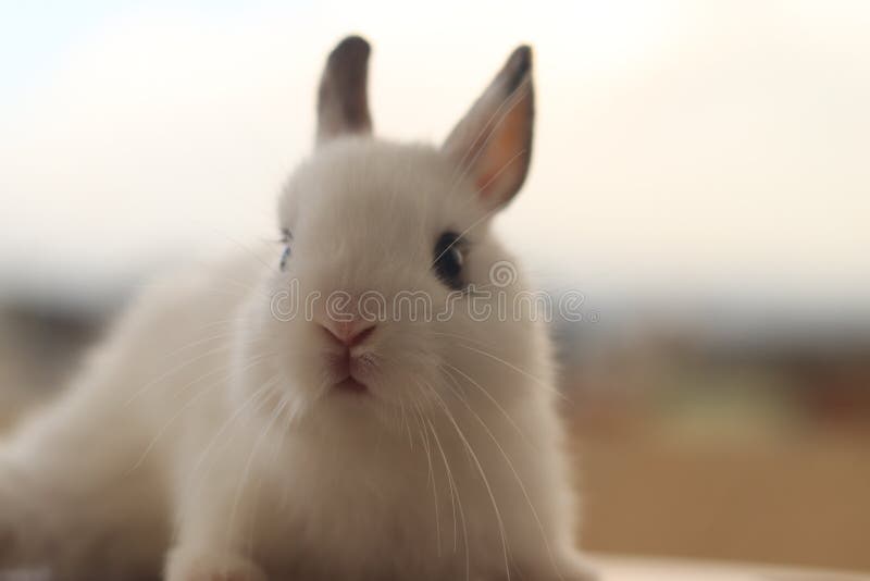The Good Pose of Gorgeous Little Rabbit Stock Image - Image of pose ...