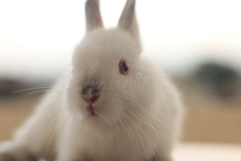 The Good Pose of Gorgeous Little Rabbit Stock Photo - Image of mouse ...