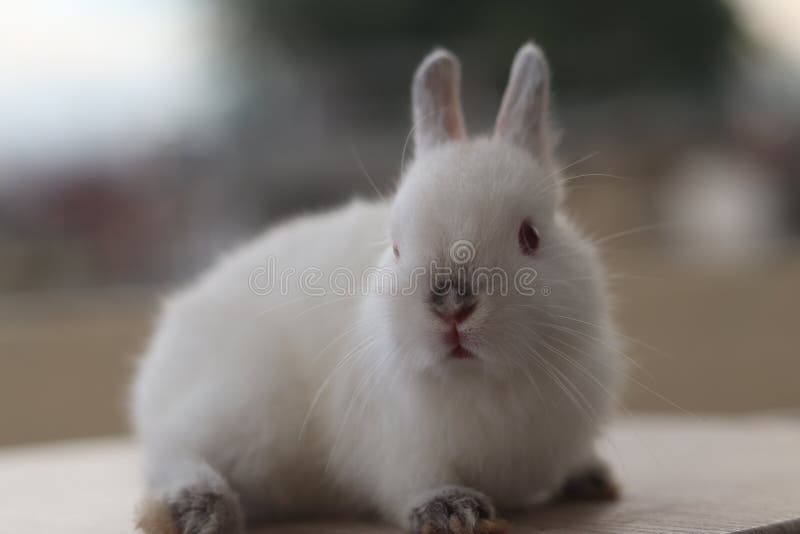 The Good Pose of Gorgeous Little Rabbit Stock Photo - Image of skin ...