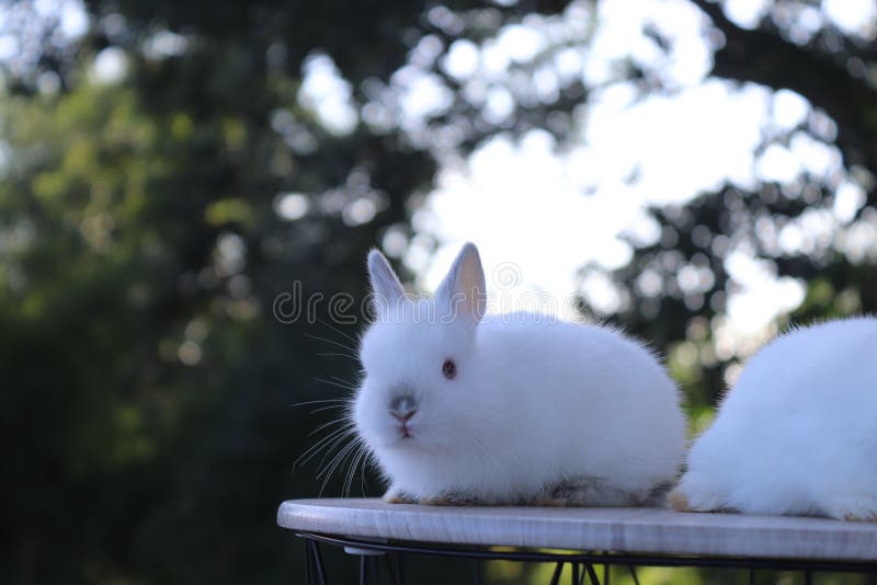 Good Pose of Gorgeous Little Rabbit Stock Photo - Image of mouse ...