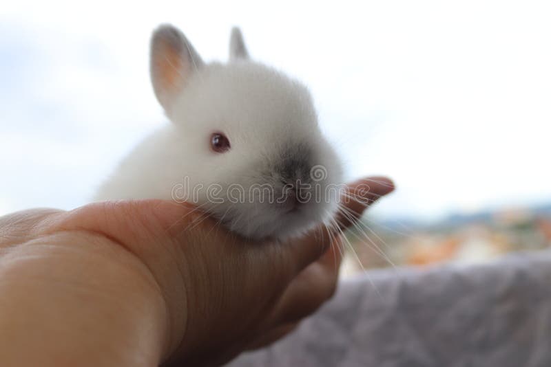 Good Pose of Gorgeous Little Rabbit Stock Photo - Image of animal ...