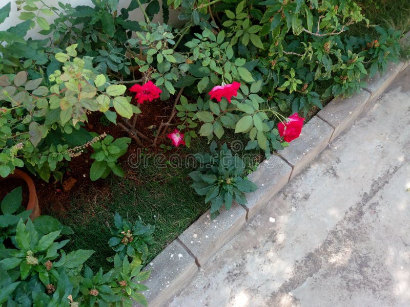 Good rose stock photo. Image of rose, good, beauty, nature - 137941432