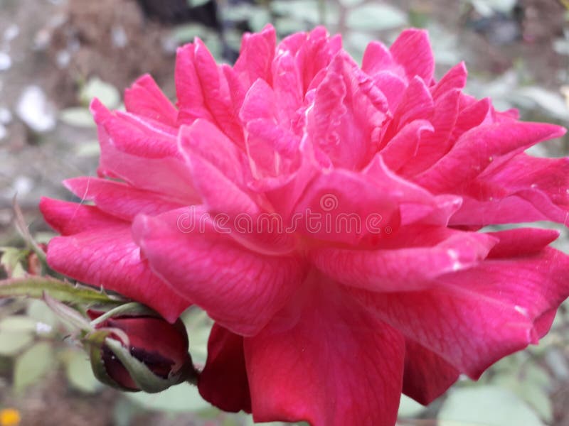 Good rose stock photo. Image of rose, good, beauty, nature - 137941432