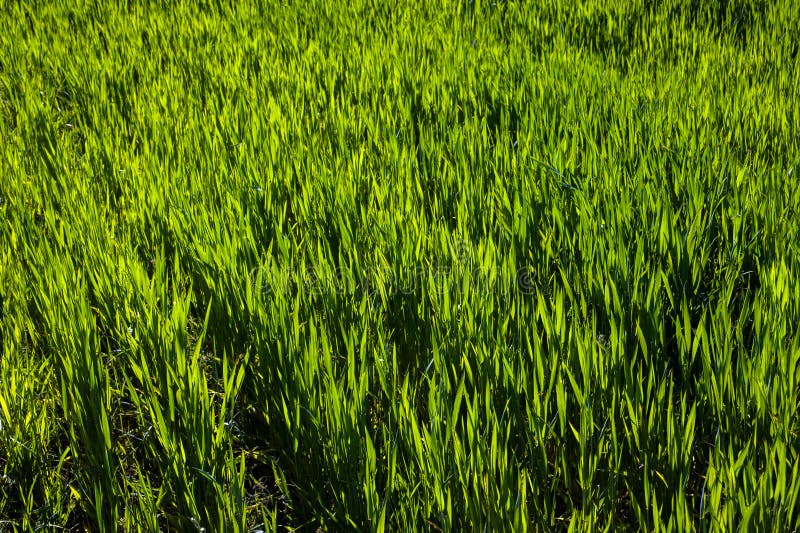 Seedlings of Winter Wheat, Top View, Good Light on the Spring Farm ...
