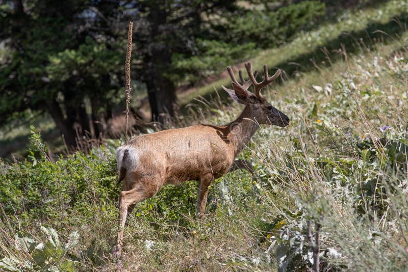 Top of Buck Hill Looking East Stock Image - Image of draws, highest ...
