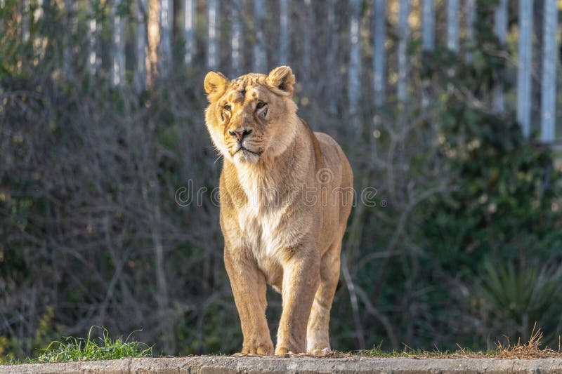 Good-sized Male Lion Looking Straight Ahead Stock Image - Image of ...