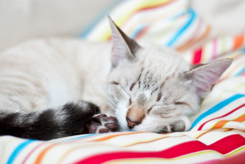 Good sleep stock image. Image of clothes, tenderness - 20891917