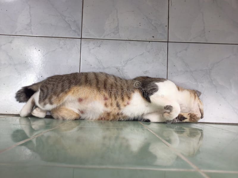 Good sleep well cat stock image. Image of puppy, kitten - 265225183