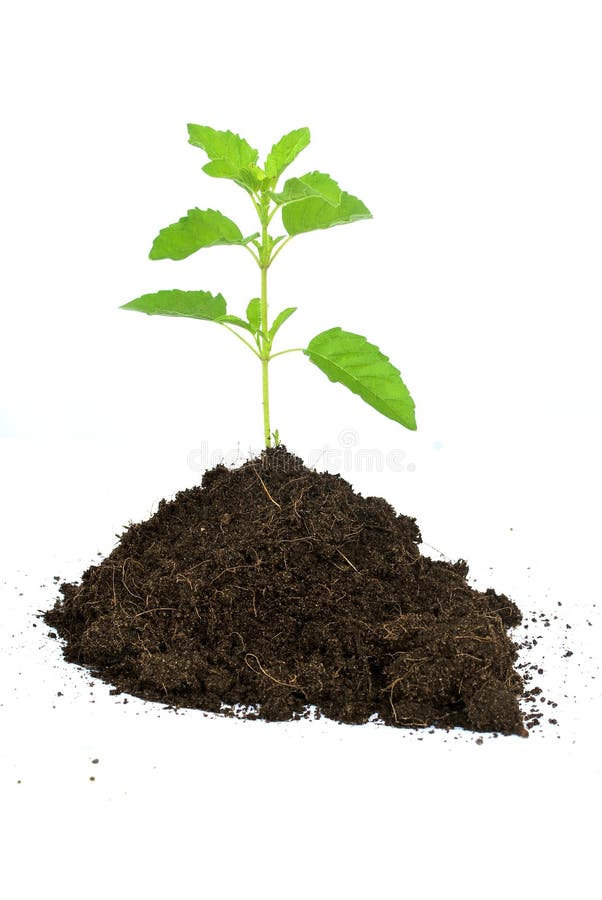Good Soil Stock Photos - Download 2,836 Royalty Free Photos