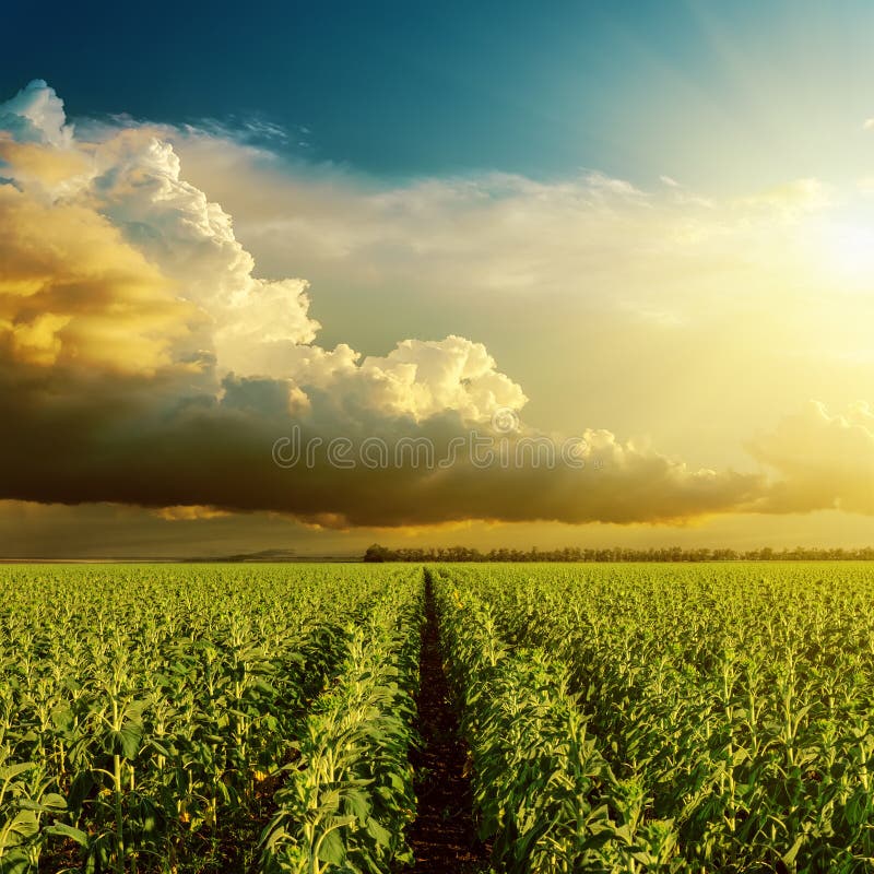 Good Sunset and Road in Green Field Stock Image - Image of outdoor ...