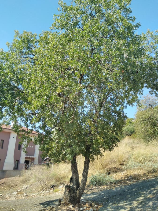 Good Tree in My Beautiful Garden Stock Image - Image of garden, good ...