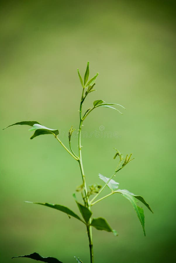 The Good Tree Growing in Good Place Stock Photo - Image of yellow ...