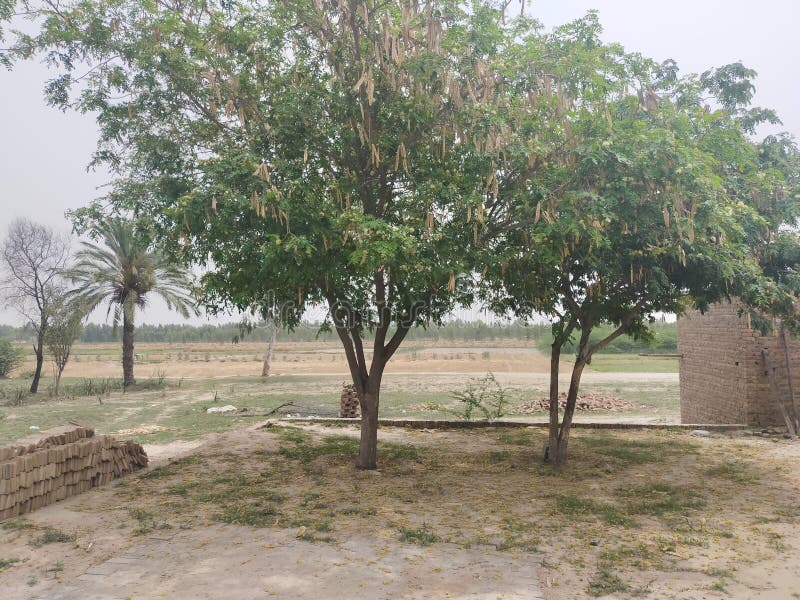 Good Tree in My Beautiful Garden Stock Image - Image of garden, good ...