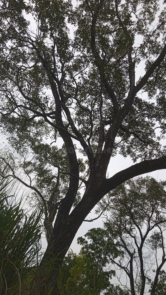 Good tree stock image. Image of good, manoj, tree, hand - 248352769