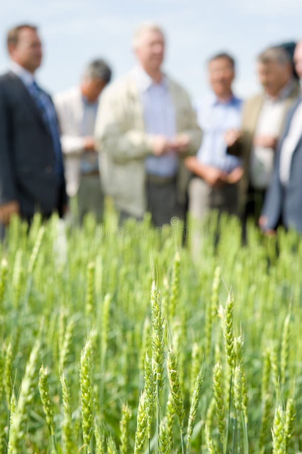 Good yield of wheat stock photo. Image of graminoid, people - 14415756