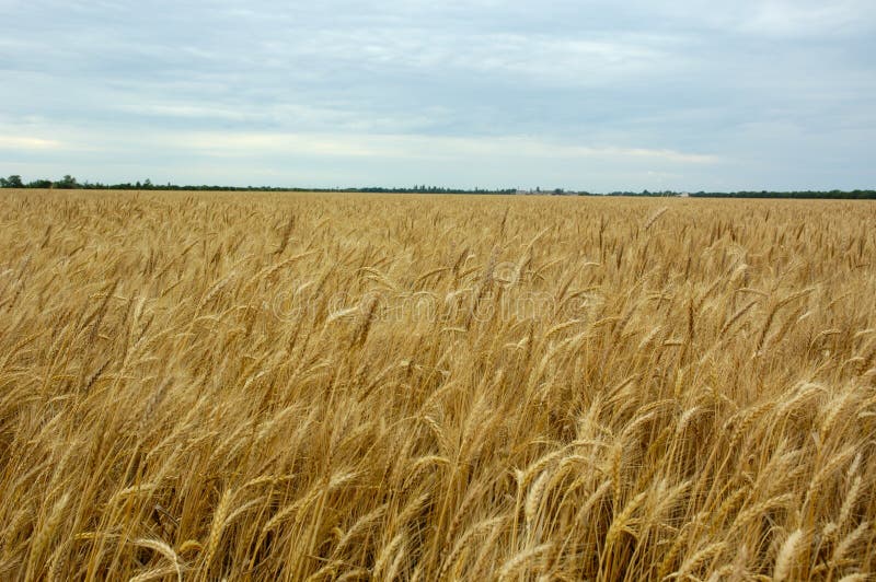 Good yield of wheat stock photo. Image of natural, ripe - 962066