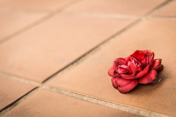 Goodbye Rose. Conceptual and Abstract Photo Stock Photo - Image of ...