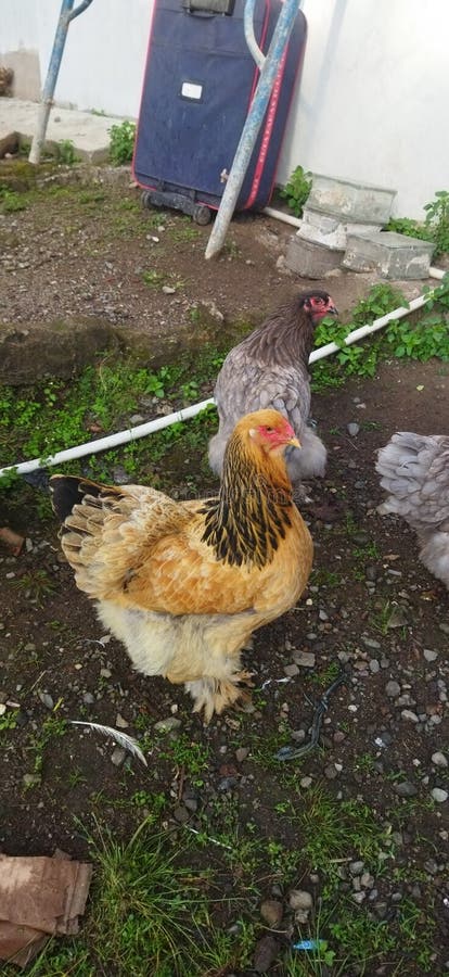 Goodchicken Stock Photos - Free & Royalty-Free Stock Photos from Dreamstime