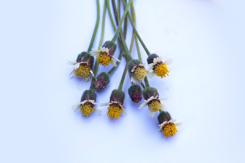 Macro Shot of Small Grass Flowers on a White Background Stock Image ...