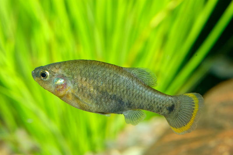 Goodeid fish stock image. Image of water, macro, poecilia - 53828617