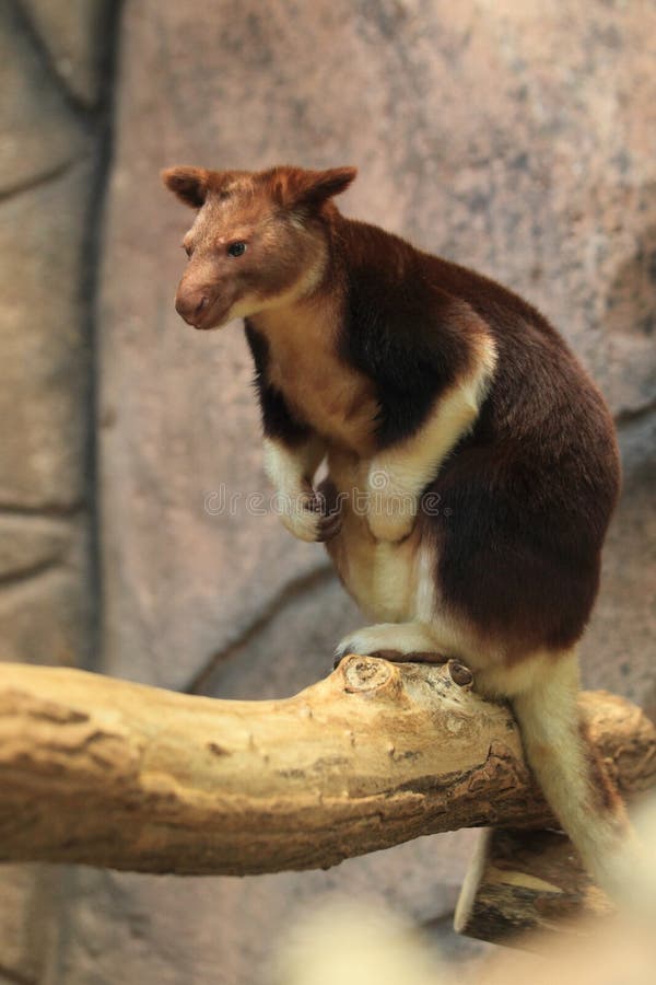 Goodfellow-boomkangoeroe stock foto. Image of australië - 42501706