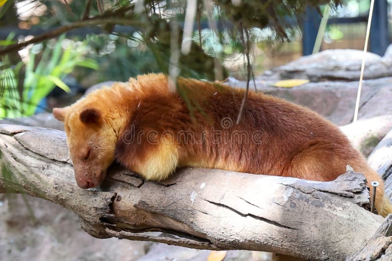 The Goodfellow S Tree-kangaroo is Cute Animal Stock Photo - Image of ...