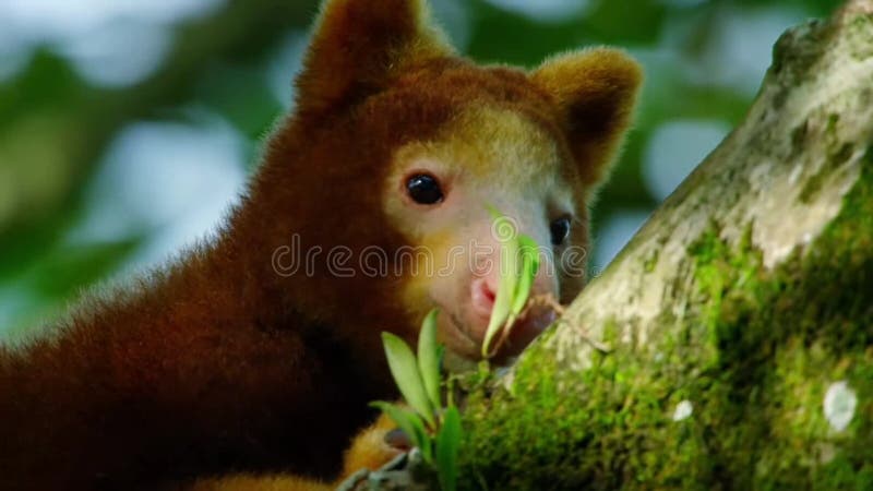 Goodfellow Tree Kangaroo Climbing on Canopy Tree-0002 Stock Footage ...