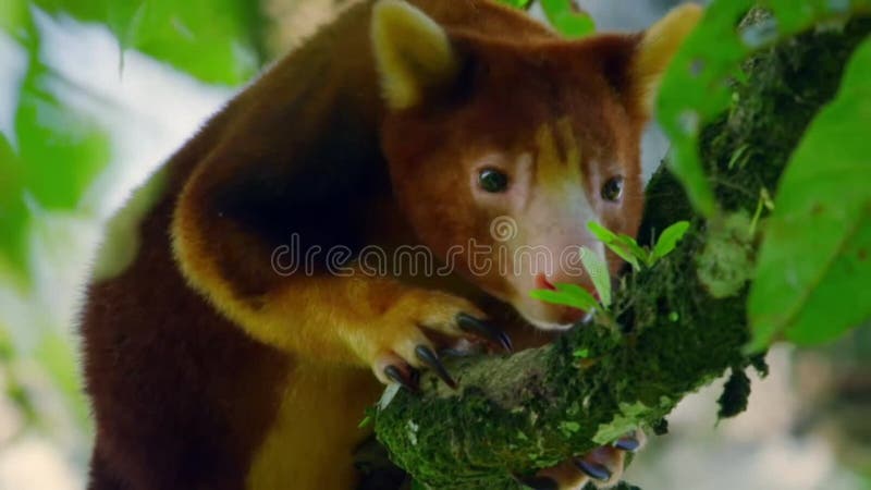 Goodfellow Tree Kangaroo Climbing on Canopy Tree-0004 Stock Footage ...