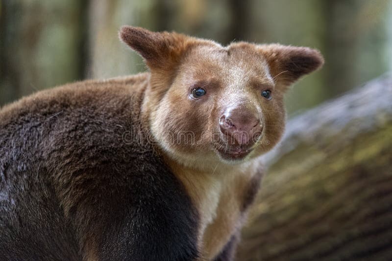 Goodfellow Tree Kangaroo Close Up Stock Image - Image of animal ...
