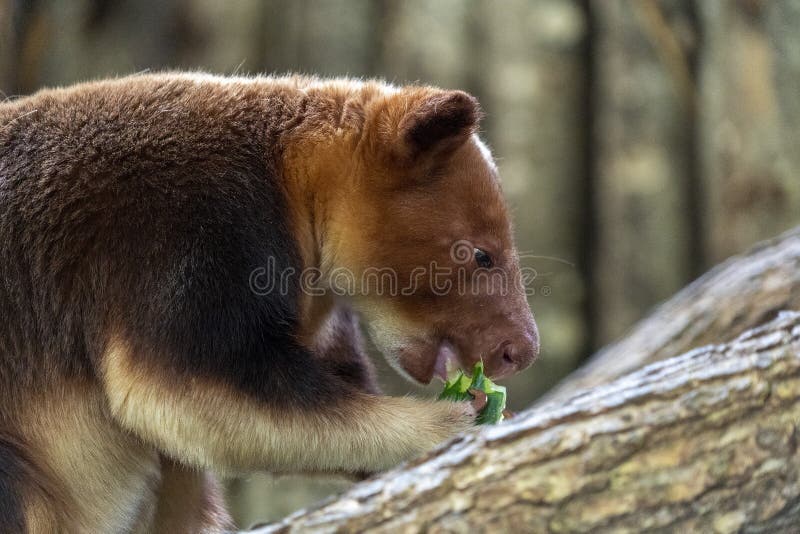 Goodfellow Tree Kangaroo Close Up Stock Photo - Image of endangered ...