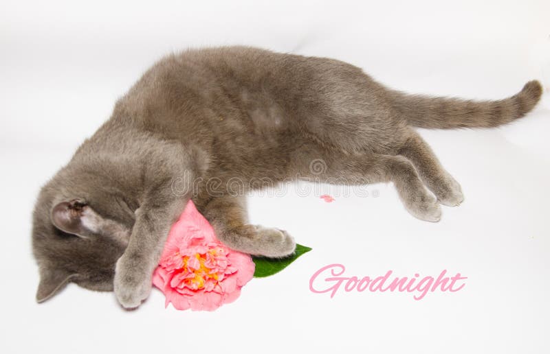 Goodnight card stock photo. Image of night, portrait - 51959748
