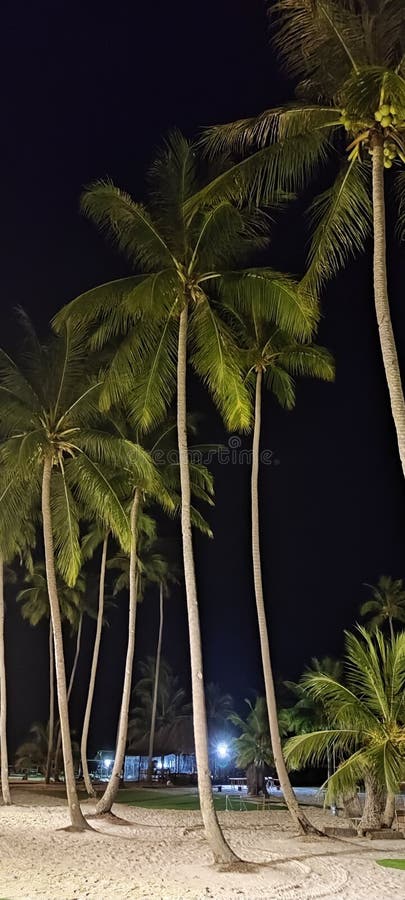 Goodnight Tree Stock Photos - Free & Royalty-Free Stock Photos from ...