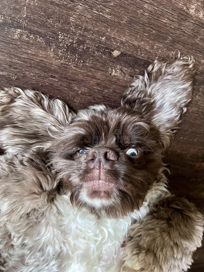 Goofy Cocker Spaniel Lying on His Back Stock Photo - Image of fluffy ...