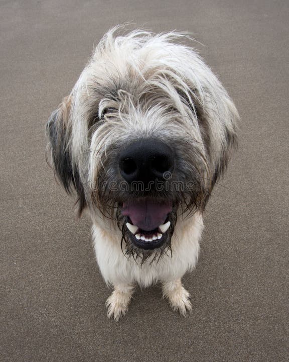 566 Goofy Looking Dog Stock Photos - Free & Royalty-Free Stock Photos ...