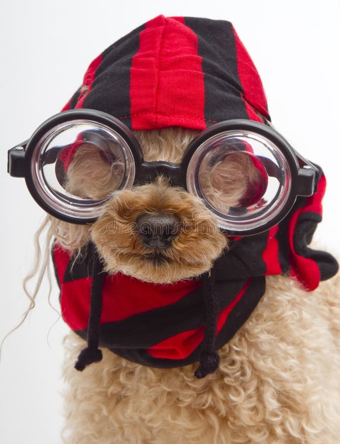 Is Goofy Really A Dog