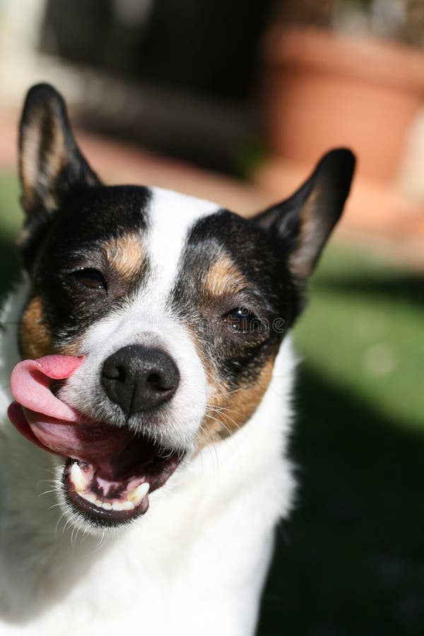 Goofy Dog Picture. Image: 2892281