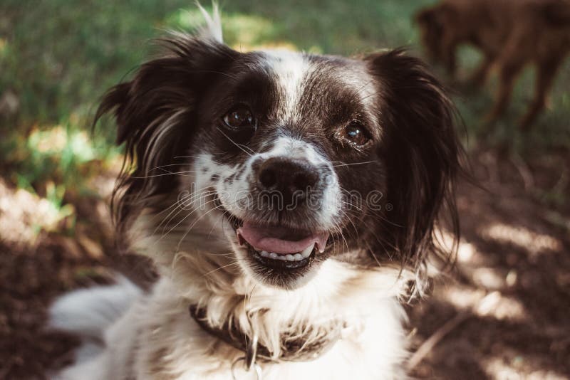 Goofy dog face stock image. Image of brown, canine, face - 123179945