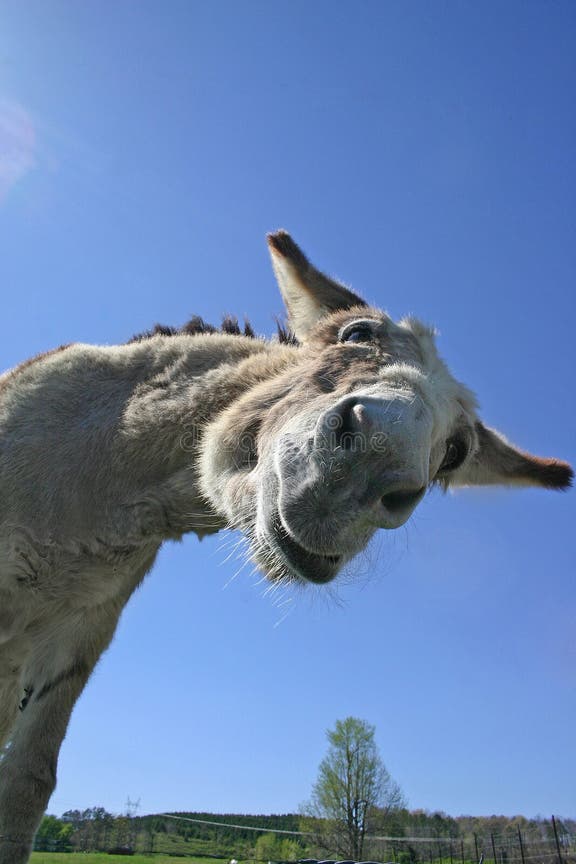 Goofy Donkey stock photo. Image of look, farm, goofy, animal - 1460424
