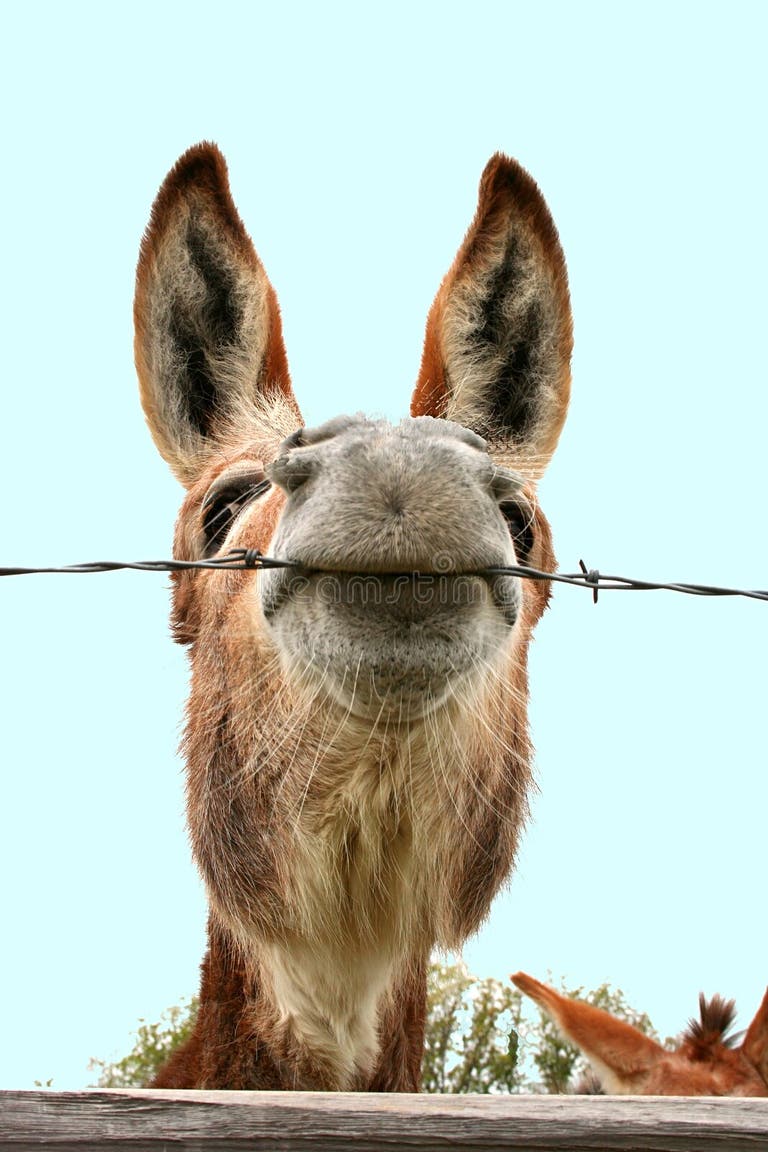 Goofy Donkey Stock Photos - Free & Royalty-Free Stock Photos from ...