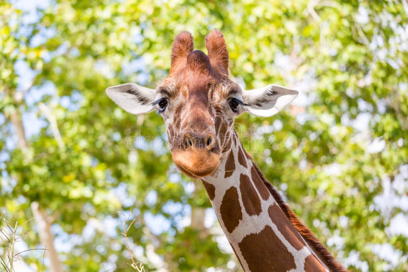 Goofy Giraffe stock photo. Image of funny, mouth, tall - 10783750