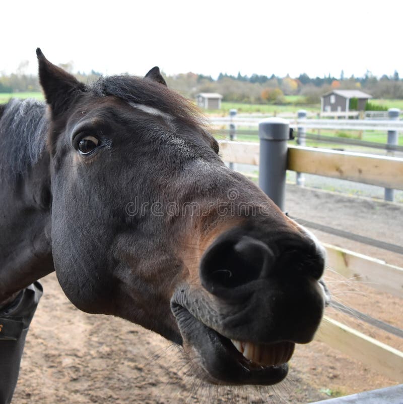 4+ Goofy horse Free Stock Photos - StockFreeImages