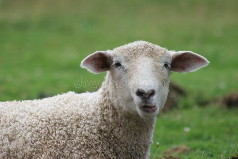 Goofy Sheep Face stock image. Image of wool, docile, eyes - 1024571