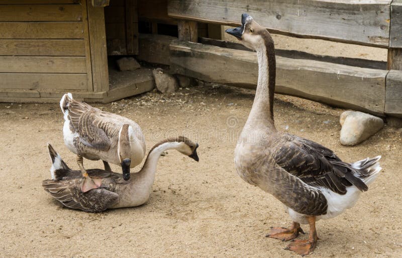 Goos Mating Reproducing Geese Birds Farm Stock Image - Image of head ...