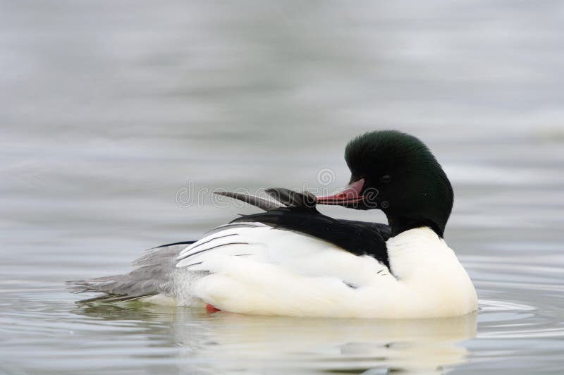 Goosander stock image. Image of merganser, male, animal - 18367477