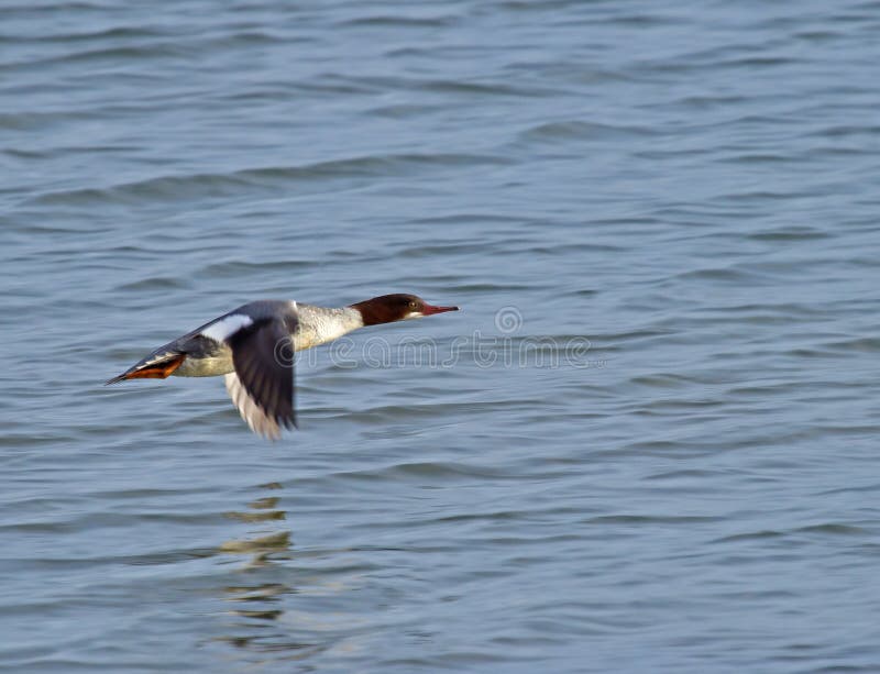 Goosander in Flight stock image. Image of redhead, female - 36977165