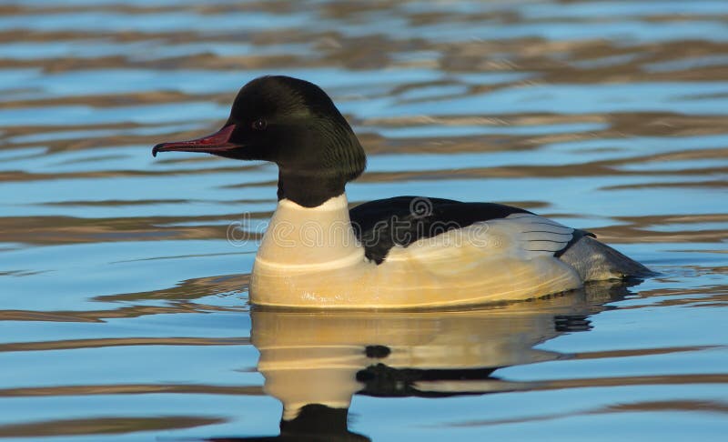 Goosander (Mergus Merganser) Stock Photo - Image of bird, wildlife ...