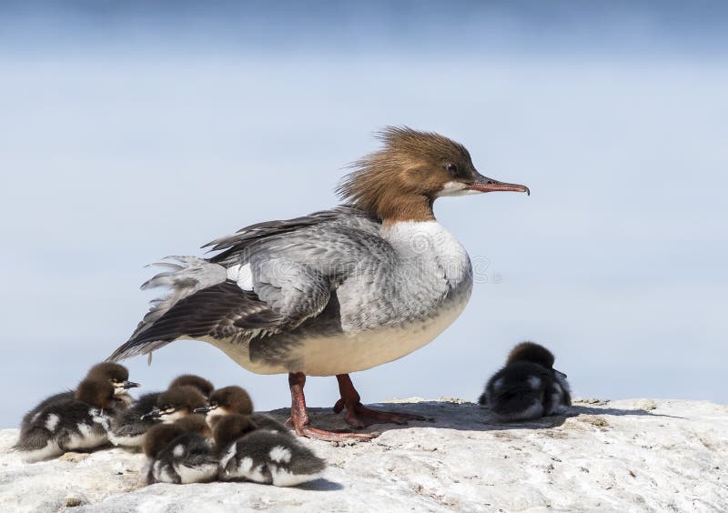 Goosander stock image. Image of brood, small, tender - 57204719