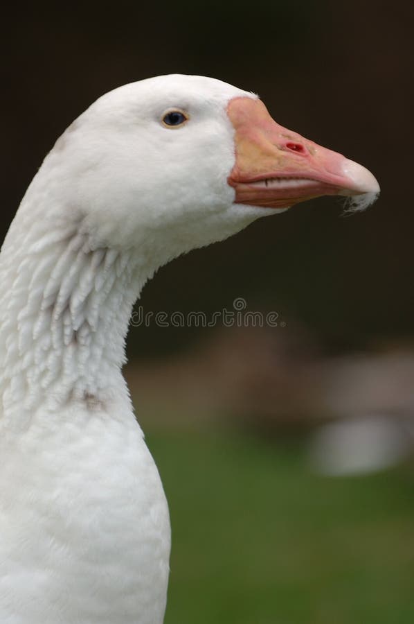 The Goose 1 stock photo. Image of feathers, geese, goose - 1118866