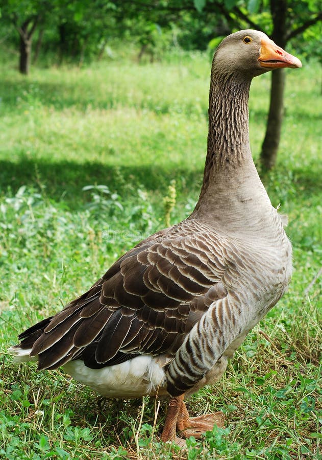 Crested screamer stock photo. Image of nature, chauna - 31347364